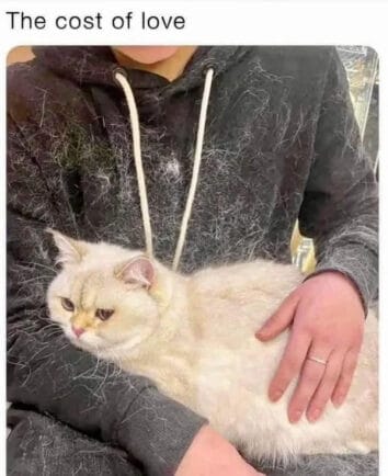 40 Funny Memes That Only Cat Owners Will Understand (May 20, 2025)