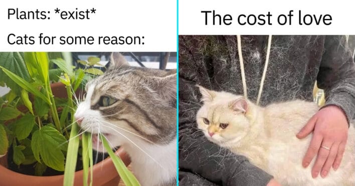 40 Funny Memes That Only Cat Owners Will Understand (May 20, 2025)