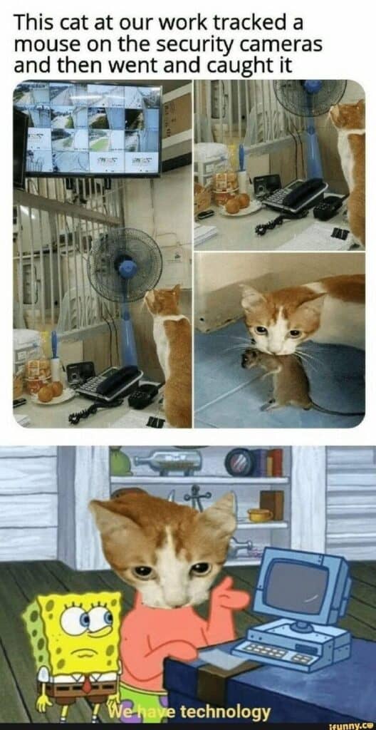 40 Funny Cat Memes For Anyone Who’s Been Ignored By Their Own Pet (May ...