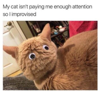 40 Funny Cat Memes For Anyone Who’s Been Ignored By Their Own Pet (May ...