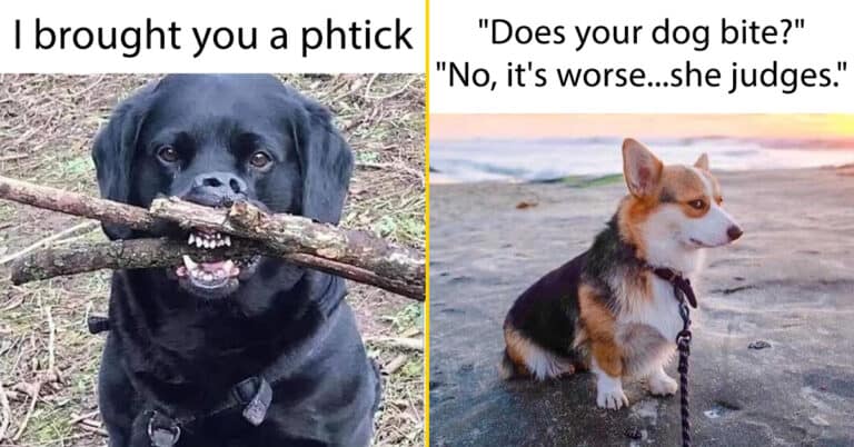 35 Funny Dog Memes That’ll Have You Howling With Laughter (May 29, 2025)