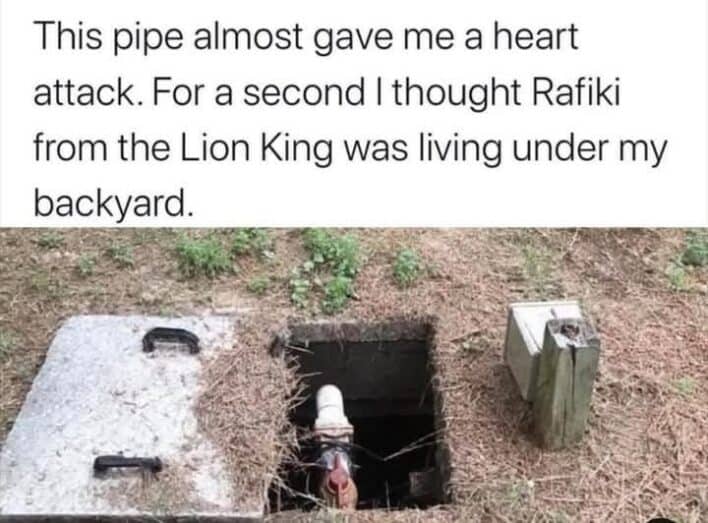 45 Funny Monkey Memes As Relatable As Our Distant Ancestors