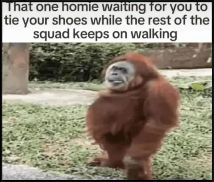 45 Funny Monkey Memes As Relatable As Our Distant Ancestors