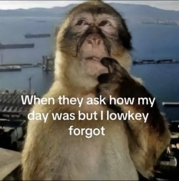 45 Funny Monkey Memes As Relatable As Our Distant Ancestors