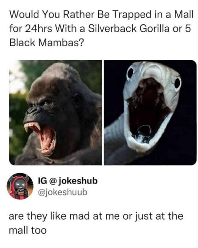 45 Funny Monkey Memes As Relatable As Our Distant Ancestors