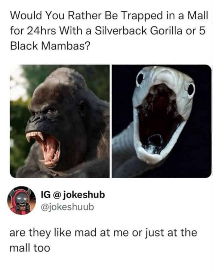 45 Funny Monkey Memes As Relatable As Our Distant Ancestors