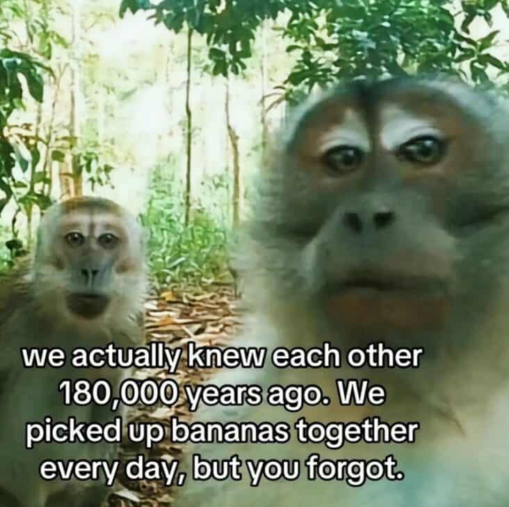 45 Funny Monkey Memes As Relatable As Our Distant Ancestors