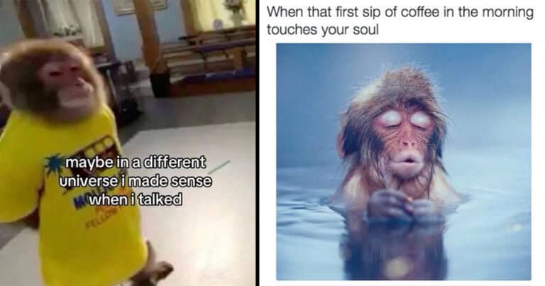 45 Funny Monkey Memes As Relatable As Our Distant Ancestors