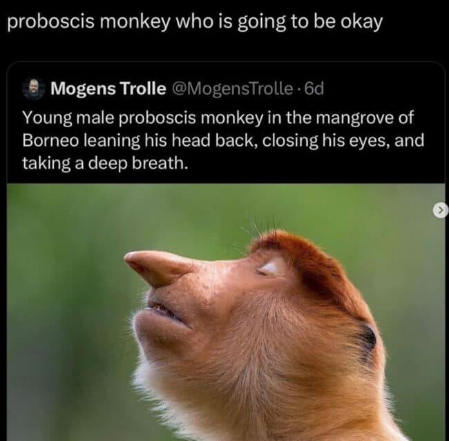 45 Funny Monkey Memes As Relatable As Our Distant Ancestors