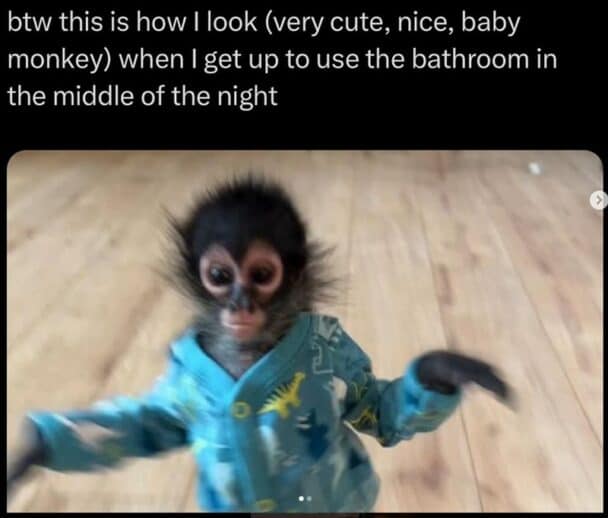45 Funny Monkey Memes As Relatable As Our Distant Ancestors