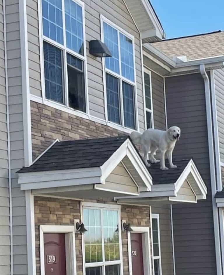 20 Funny Times Out-Of-Place Objects Turned Normal Photos Into ...