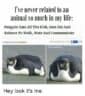 36 Funny Penguin Memes That Are Just Flippin' Hilarious