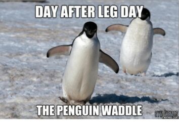 36 Funny Penguin Memes That Are Just Flippin' Hilarious