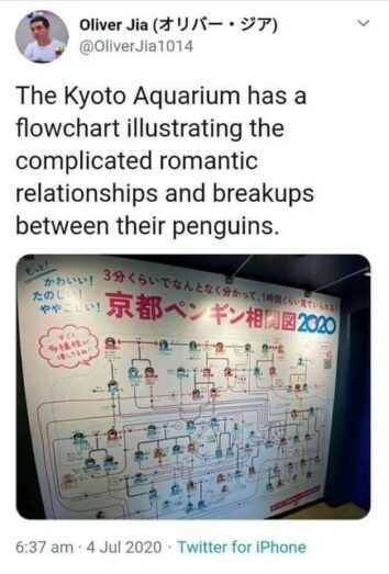 36 Funny Penguin Memes That Are Just Flippin' Hilarious