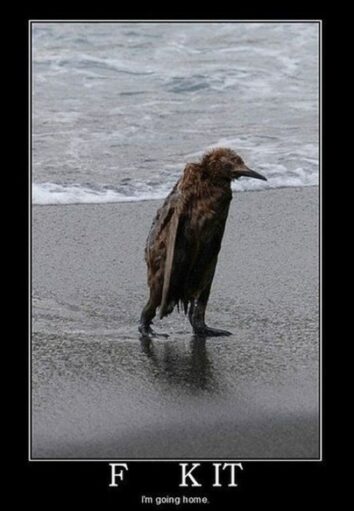 36 Funny Penguin Memes That Are Just Flippin' Hilarious