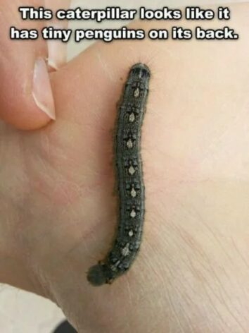 36 Funny Penguin Memes That Are Just Flippin' Hilarious