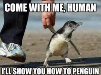 36 Funny Penguin Memes That Are Just Flippin' Hilarious