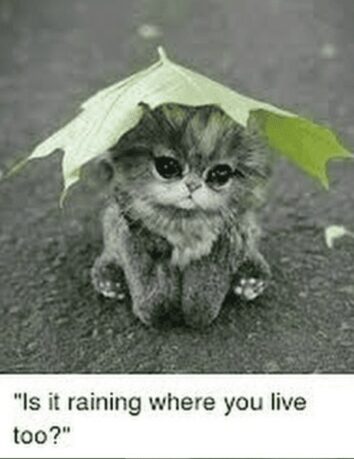 30 Funny Rainy Day Memes To Get You Through The Grey Into Summer