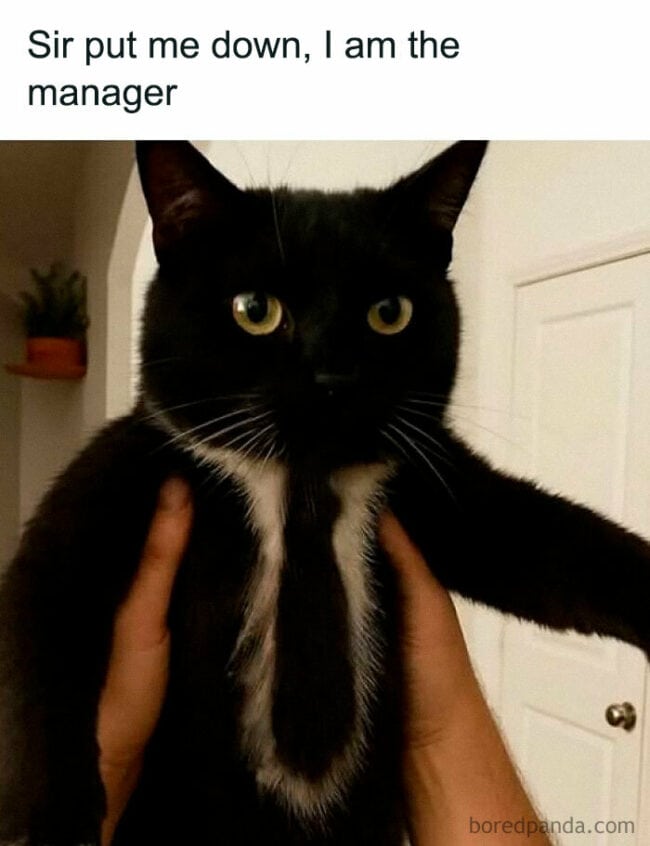 55 Funny Random Memes To Set The Weekend Off Right (May 2, 2025)