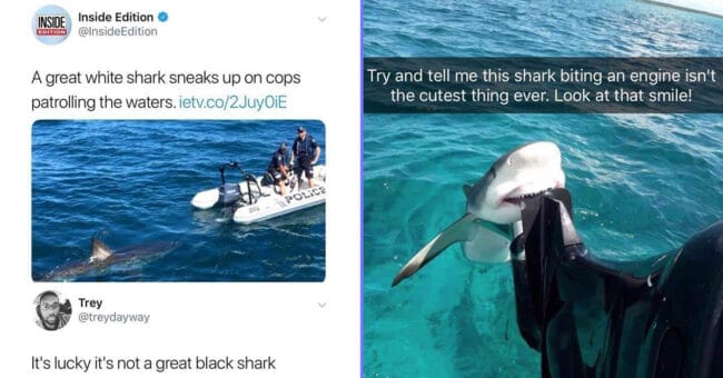 34 Fin-Tastic And Funny Shark Memes That Won't Bite... Probably