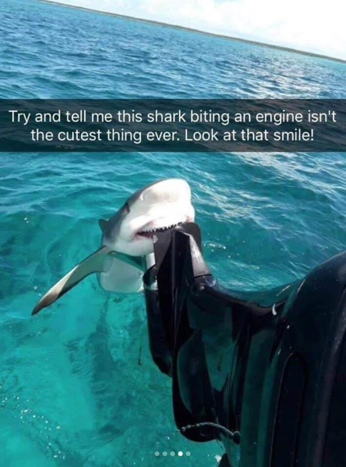 34 Fin-Tastic And Funny Shark Memes That Won't Bite... Probably