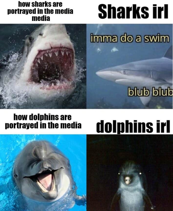 34 Fin-Tastic And Funny Shark Memes That Won't Bite... Probably