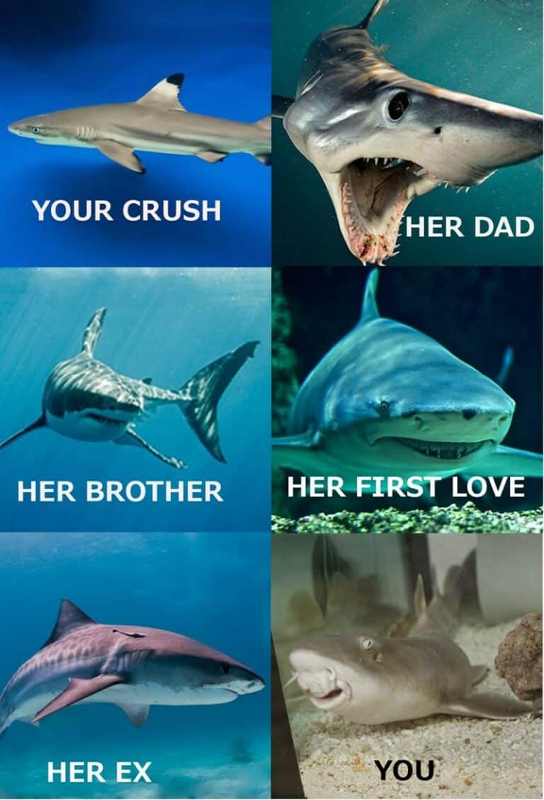 34 Fin-Tastic And Funny Shark Memes That Won't Bite... Probably