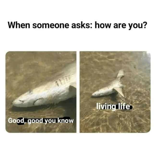 34 Fin-Tastic And Funny Shark Memes That Won't Bite... Probably