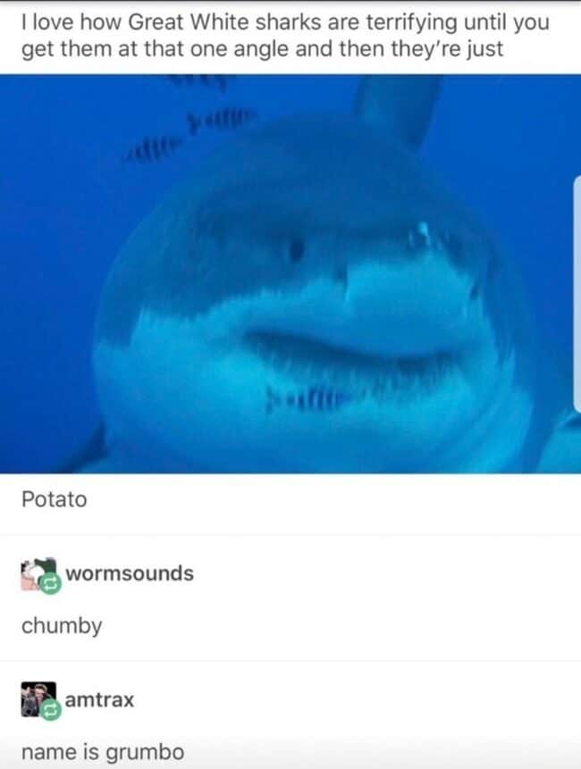 34 Fin-Tastic And Funny Shark Memes That Won't Bite... Probably