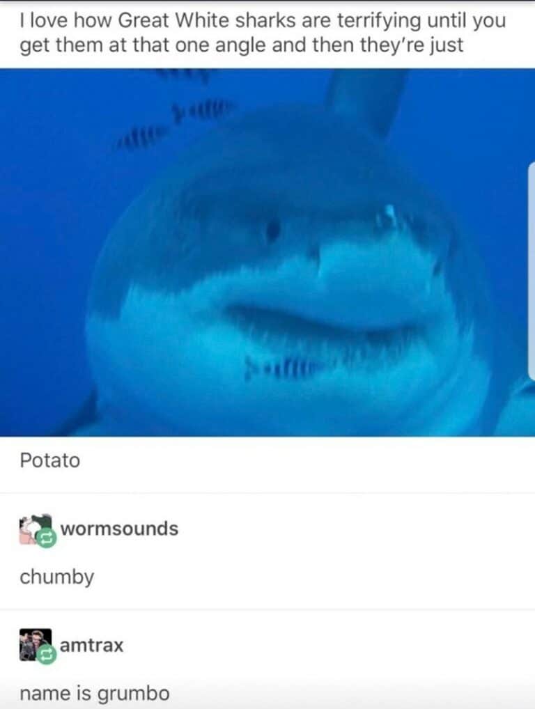 34 Fin-Tastic And Funny Shark Memes That Won't Bite... Probably