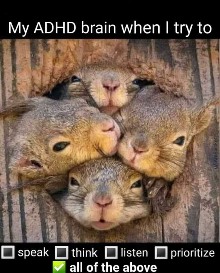 36 Funny Squirrel Memes That Might Drive Your Dog Up A Tree