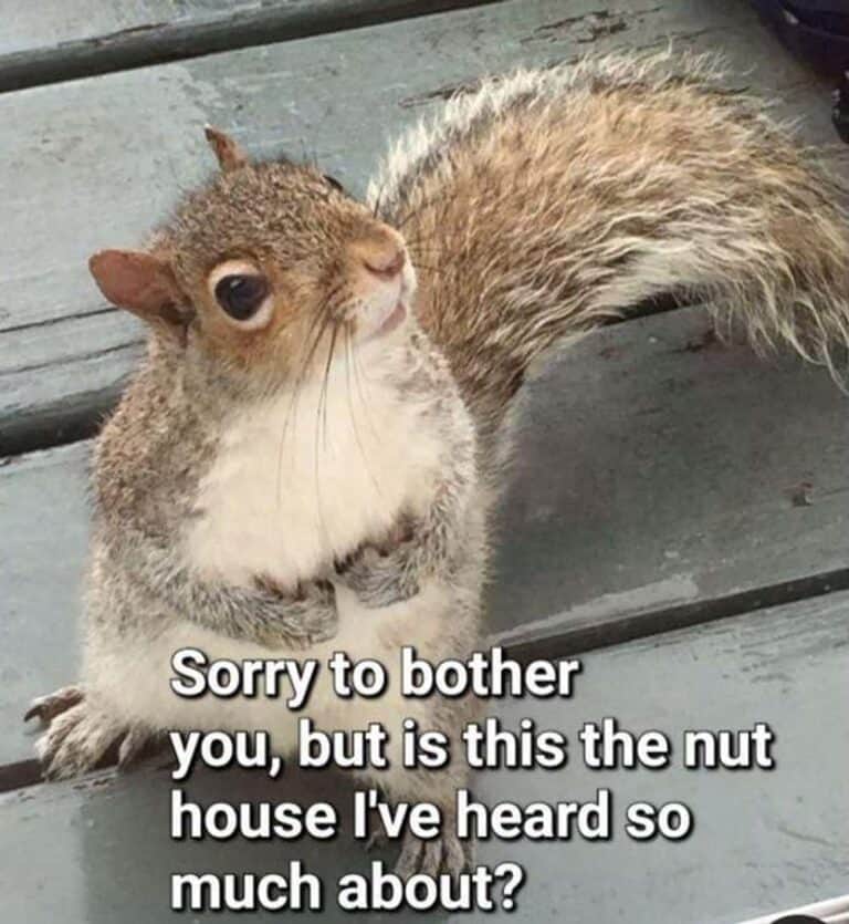36 Funny Squirrel Memes That Might Drive Your Dog Up A Tree