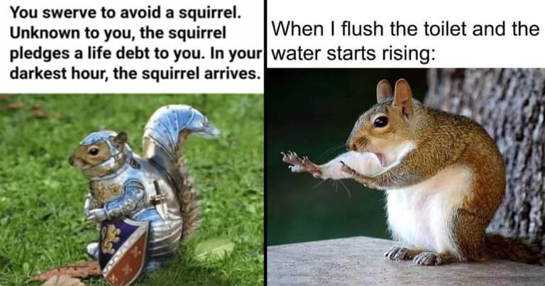 36 Funny Squirrel Memes That Might Drive Your Dog Up A Tree