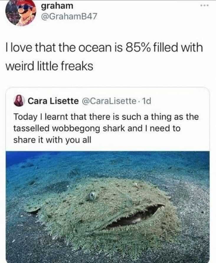 25 Ocean Life Memes That Prove Sea Creatures Are Out Here Living Their ...