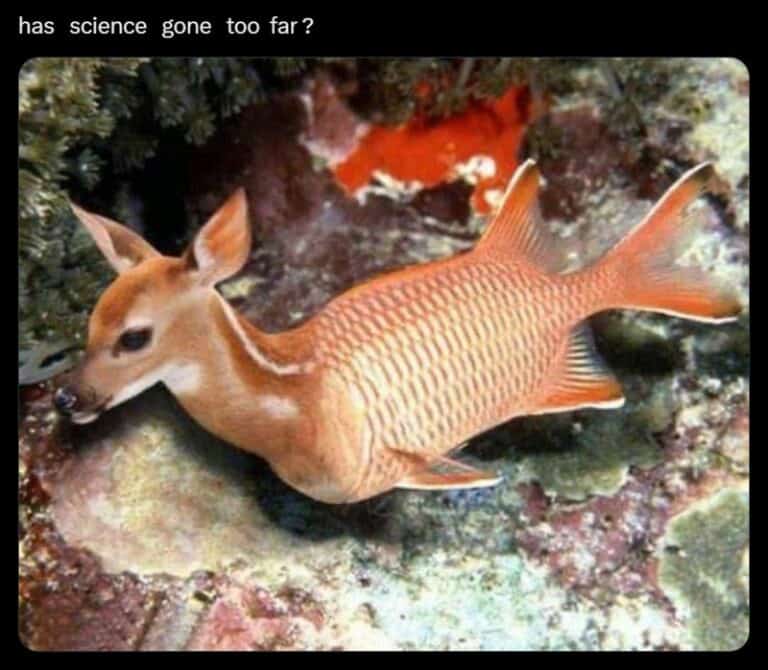 25+ Ocean Life Memes That Prove Sea Creatures Are Out Here Living Their ...