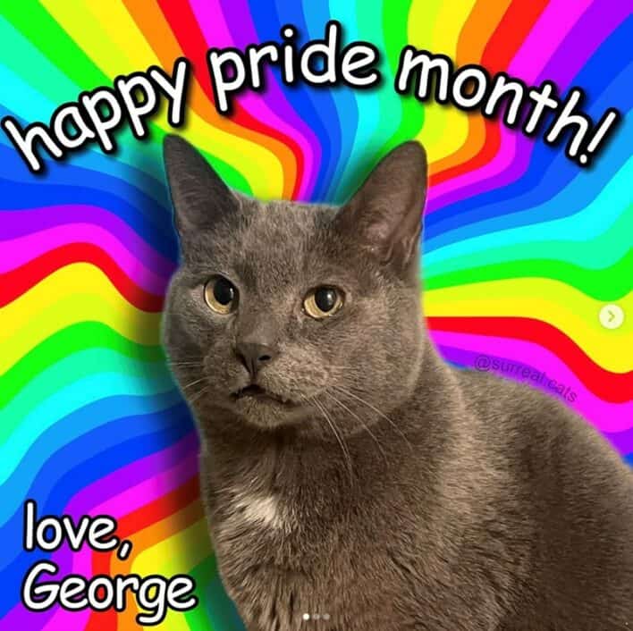 24 Pride Month Cat Memes That Are Loud, Proud, And Slightly Feral