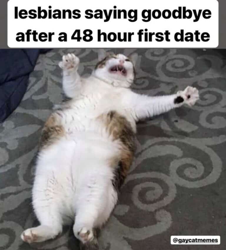 24 Pride Month Cat Memes That Are Loud, Proud, And Slightly Feral