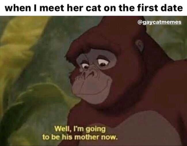 24 Pride Month Cat Memes That Are Loud, Proud, And Slightly Feral
