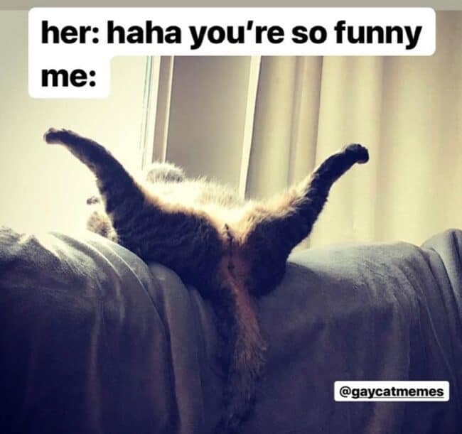 24 Pride Month Cat Memes That Are Loud, Proud, And Slightly Feral
