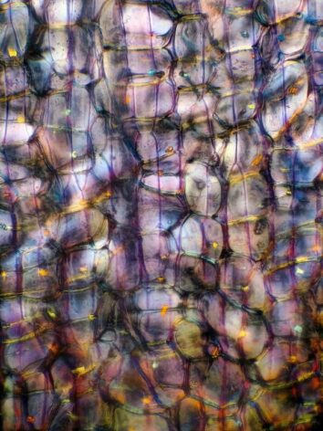 40 Insanely Cool Microscope Pictures Shared By Curious People