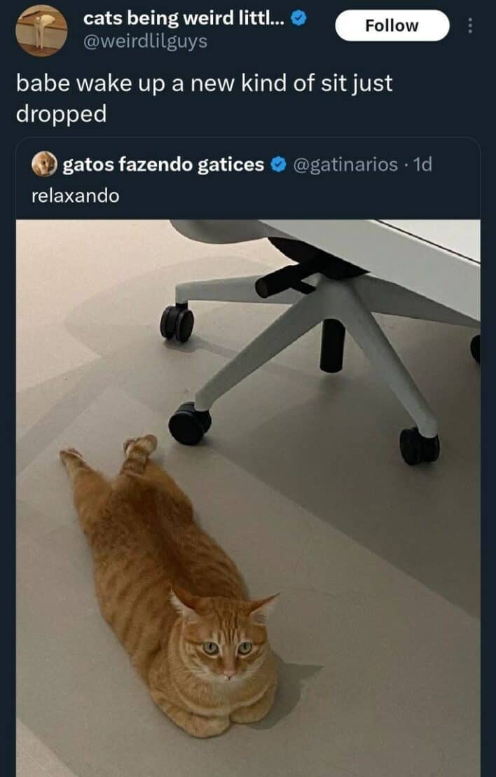 40 Hissterical Orange Cat Memes That Prove Chaos And Ginger Pair Perfectly