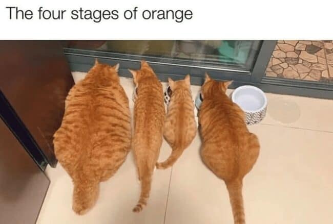 40 Hissterical Orange Cat Memes That Prove Chaos And Ginger Pair Perfectly