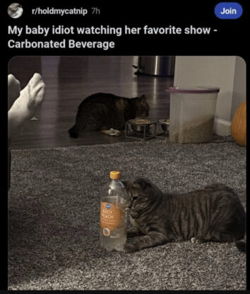 35 Funniest Reddit Posts That Deserved Gold This Week