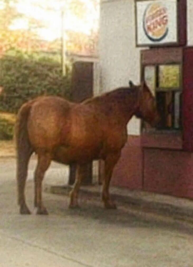 30 Funny Random Horse Pictures That Raised More Questions Than Answers