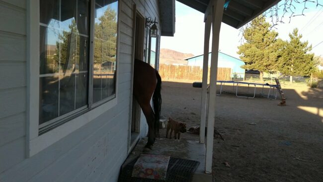 30 Funny Random Horse Pictures That Raised More Questions Than Answers