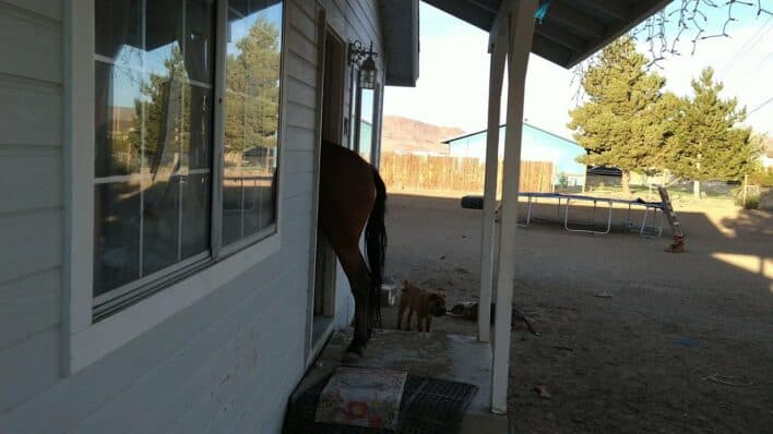 30 Funny Random Horse Pictures That Raised More Questions Than Answers