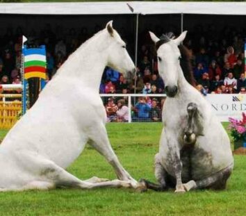 30 Funny Random Horse Pictures That Raised More Questions Than Answers