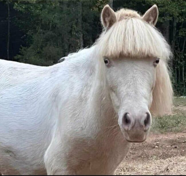 30 Funny Random Horse Pictures That Raised More Questions Than Answers