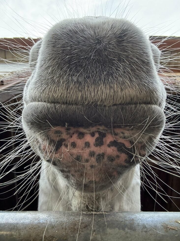 30 Funny Random Horse Pictures That Raised More Questions Than Answers