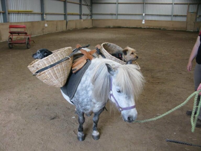 30 Funny Random Horse Pictures That Raised More Questions Than Answers